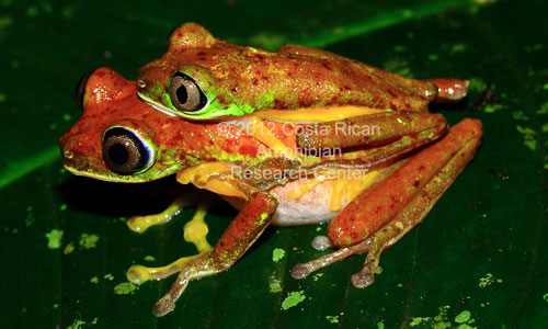 lemur-amplexus – Costa Rican Amphibian Research Center