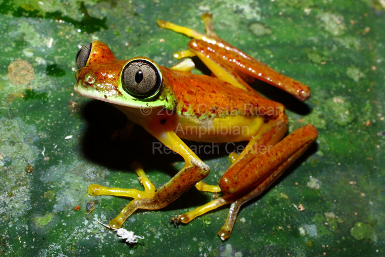 Lemur Leaf Frog – Costa Rican Amphibian Research Center