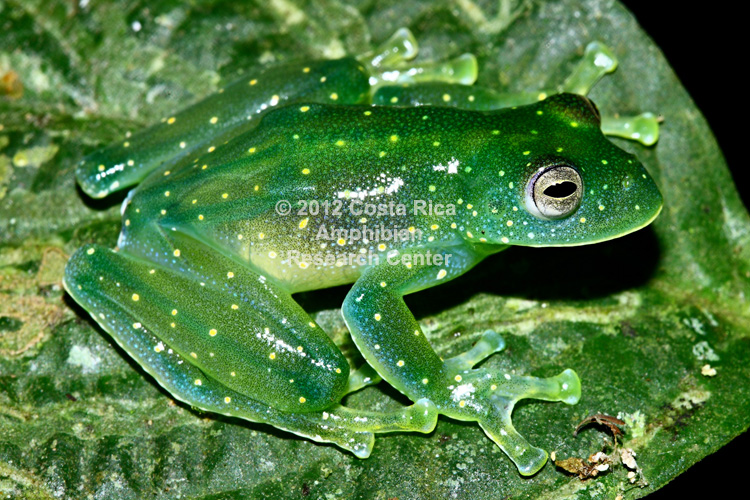 Family Centrolenidae – Costa Rican Amphibian Research Center
