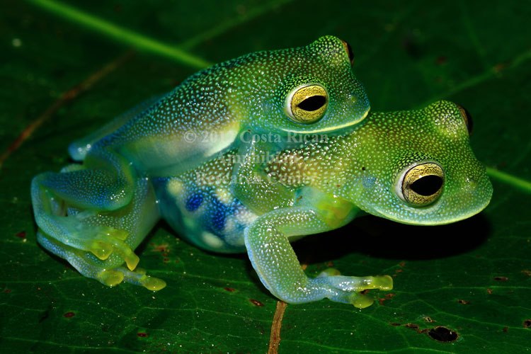 Family Centrolenidae – Costa Rican Amphibian Research Center