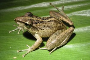 Family Craugastoridae – Costa Rican Amphibian Research Center