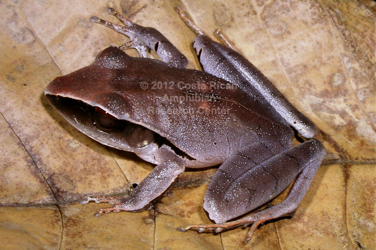 Family Craugastoridae – Costa Rican Amphibian Research Center