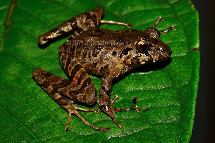 Family Craugastoridae – Costa Rican Amphibian Research Center