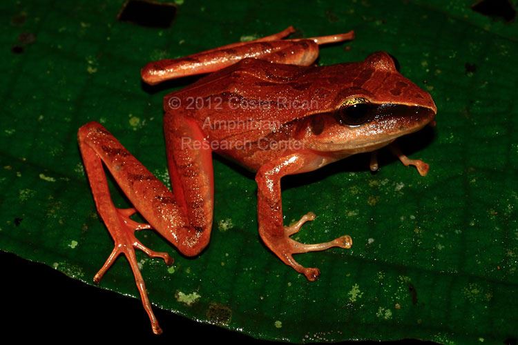 Family Craugastoridae – Costa Rican Amphibian Research Center