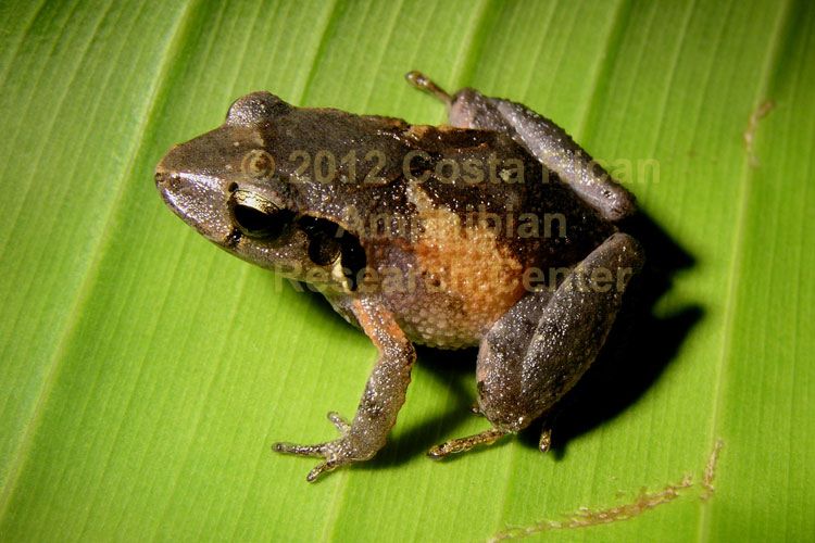 Family Craugastoridae – Costa Rican Amphibian Research Center
