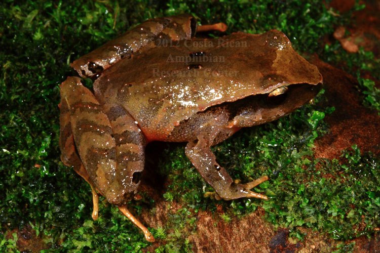 Family Craugastoridae – Costa Rican Amphibian Research Center