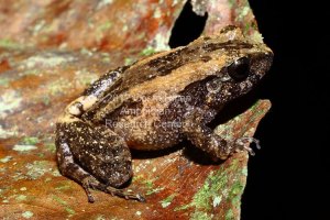 Family Craugastoridae – Costa Rican Amphibian Research Center