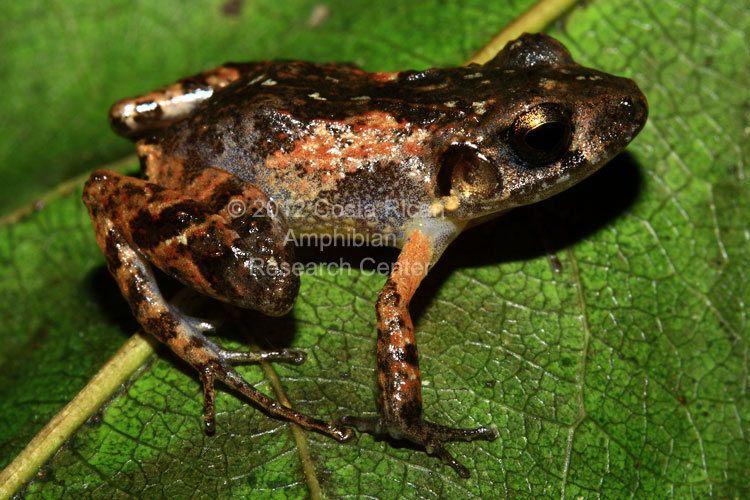 Family Craugastoridae – Costa Rican Amphibian Research Center
