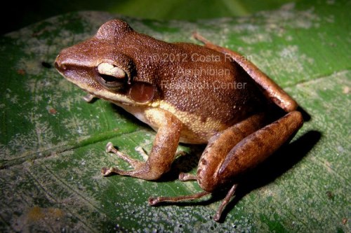 Family Craugastoridae – Costa Rican Amphibian Research Center