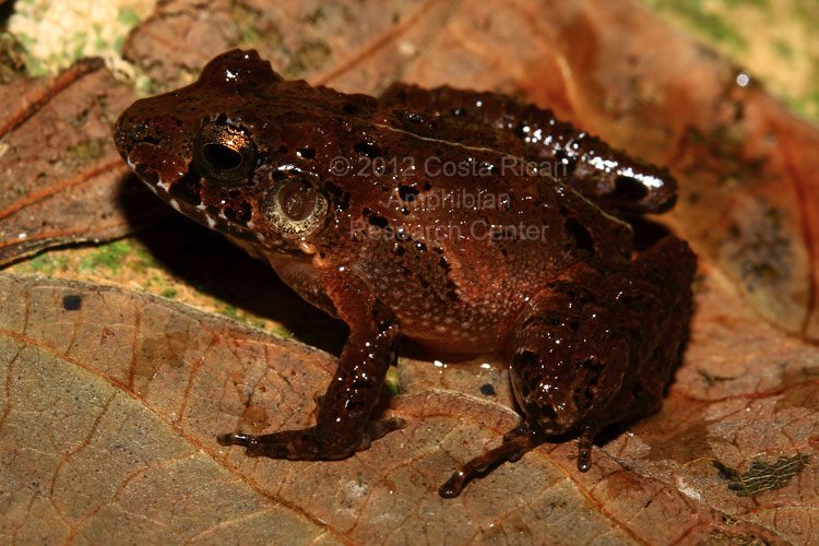 Family Craugastoridae – Costa Rican Amphibian Research Center