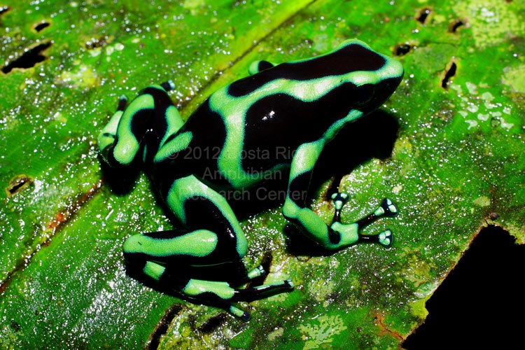 Family Dendrobatidae – Costa Rican Amphibian Research Center