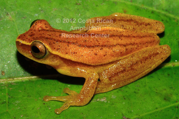 Family Hylidae – Costa Rican Amphibian Research Center