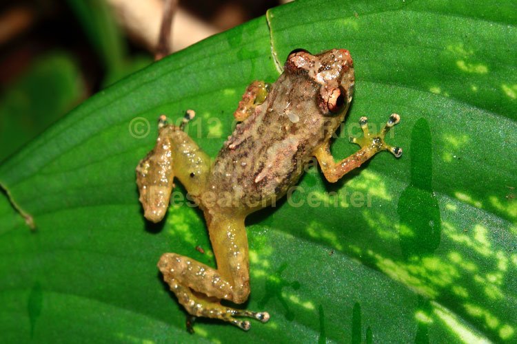 Family Eleutherodactylidae – Costa Rican Amphibian Research Center