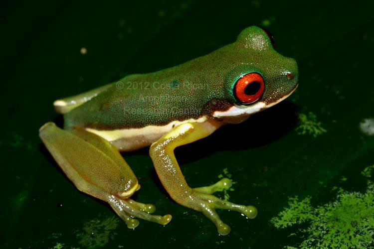 Family Hylidae – Costa Rican Amphibian Research Center