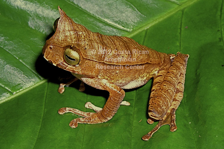 Family Hemiphractidae – Costa Rican Amphibian Research Center
