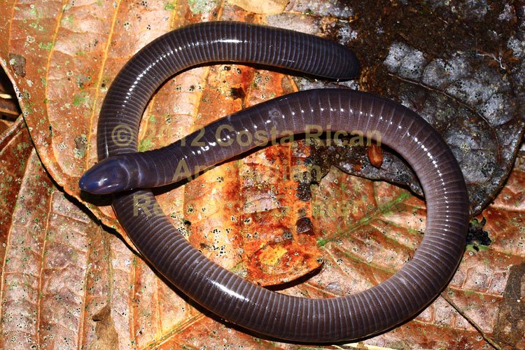 Family Dermophiidae – Costa Rican Amphibian Research Center