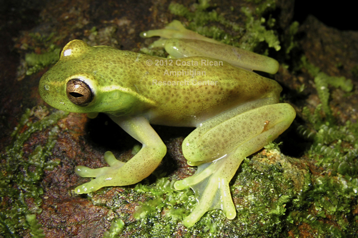 Family Hylidae – Costa Rican Amphibian Research Center