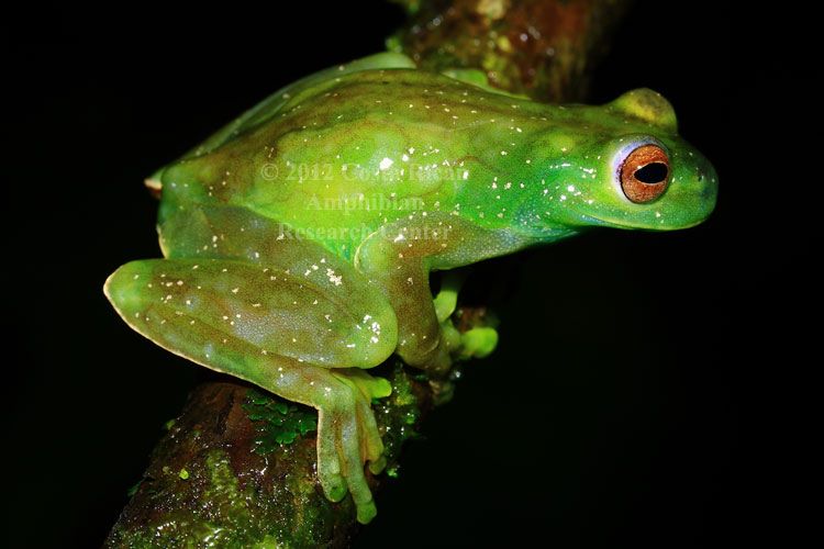 Family Hylidae – Costa Rican Amphibian Research Center