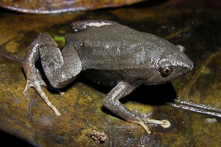 Family Microhylidae – Costa Rican Amphibian Research Center