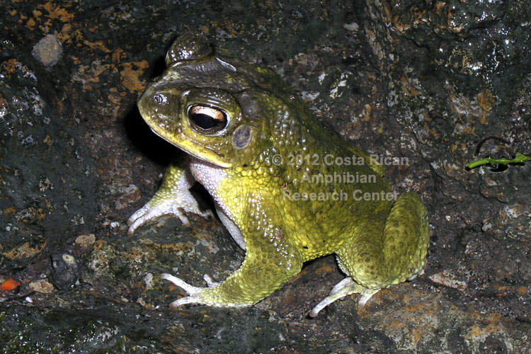 Family Bufonidae – Costa Rican Amphibian Research Center
