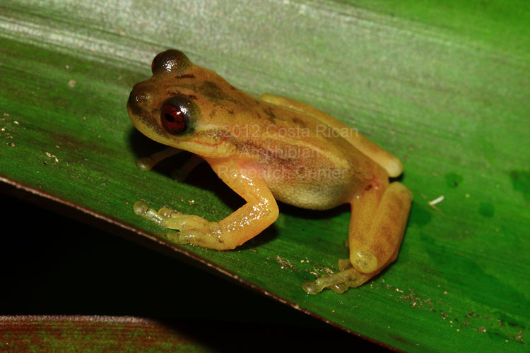 Family Hylidae – Costa Rican Amphibian Research Center