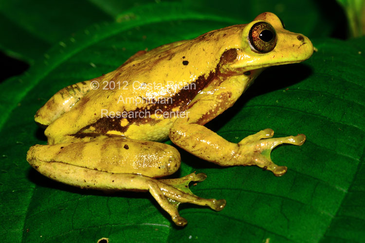 Family Hylidae – Costa Rican Amphibian Research Center