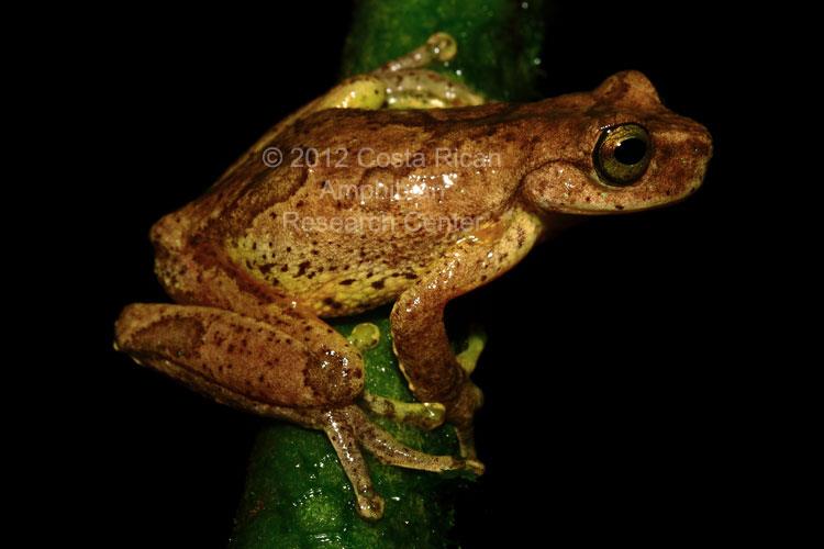 Family Hylidae – Costa Rican Amphibian Research Center