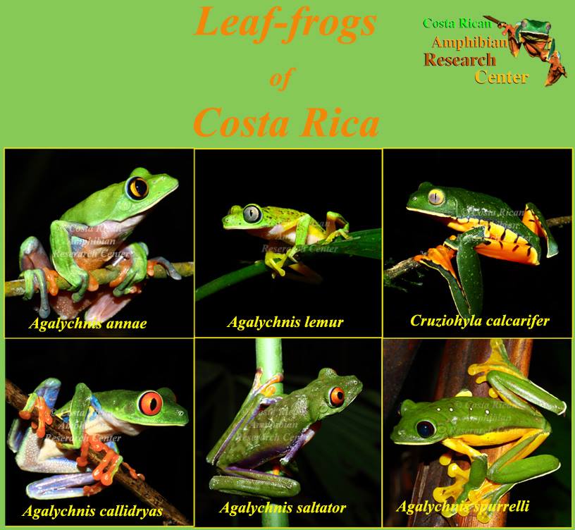 Leaf-Frogs / Ranas de Hoja – Costa Rican Amphibian Research Center