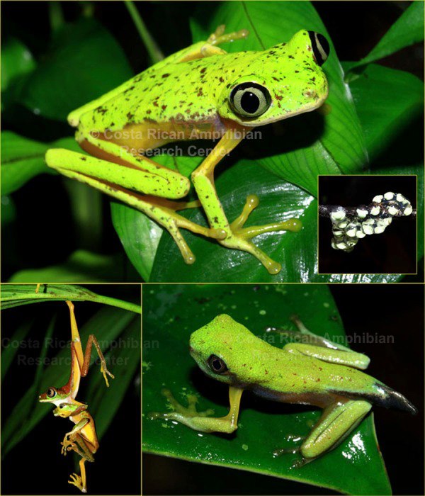 Agalychnis lemur – Costa Rican Amphibian Research Center