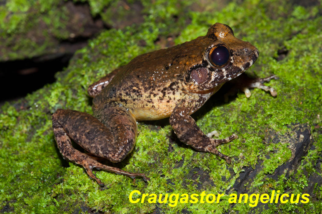 Rediscovery of the Critically Endangered Craugastor angelicus – Costa ...