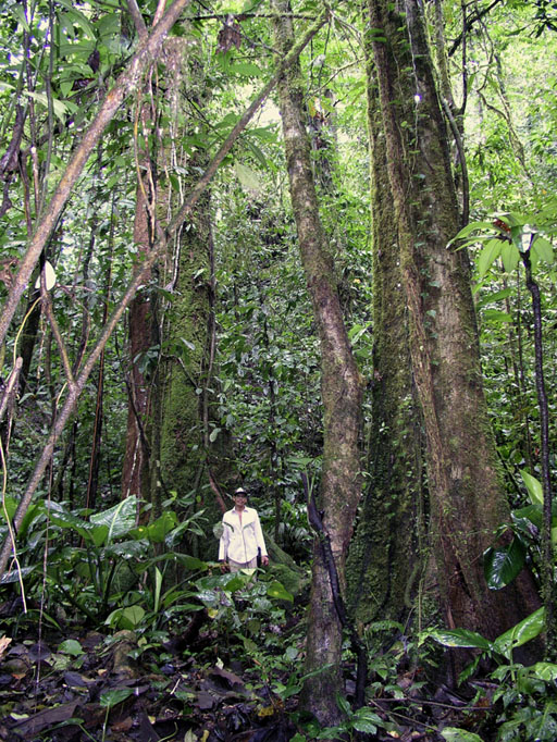 Guayacan Rainforest Reserve – Costa Rican Amphibian Research Center