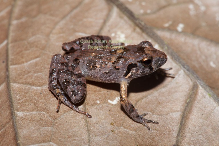 Family Craugastoridae – Costa Rican Amphibian Research Center