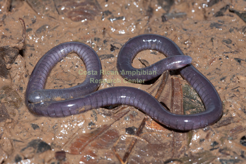 Family Caeciliidae – Costa Rican Amphibian Research Center